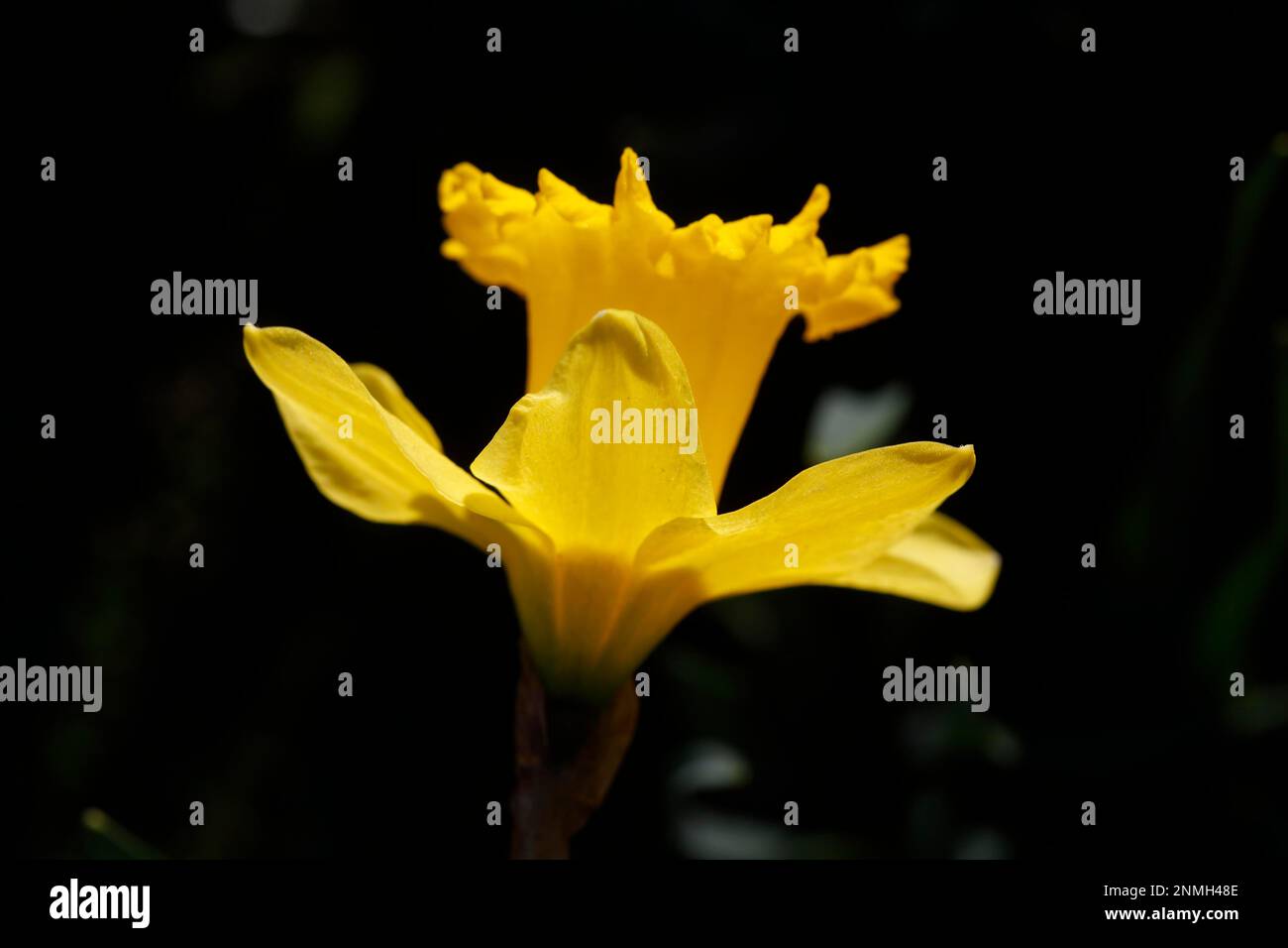 Wild daffodil (Narcissus Pseudonarcissus) side view with dark ...