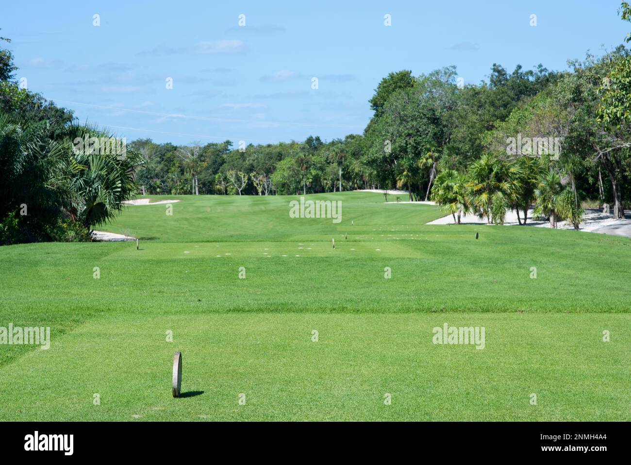 Golfing palm hi-res stock photography and images - Alamy