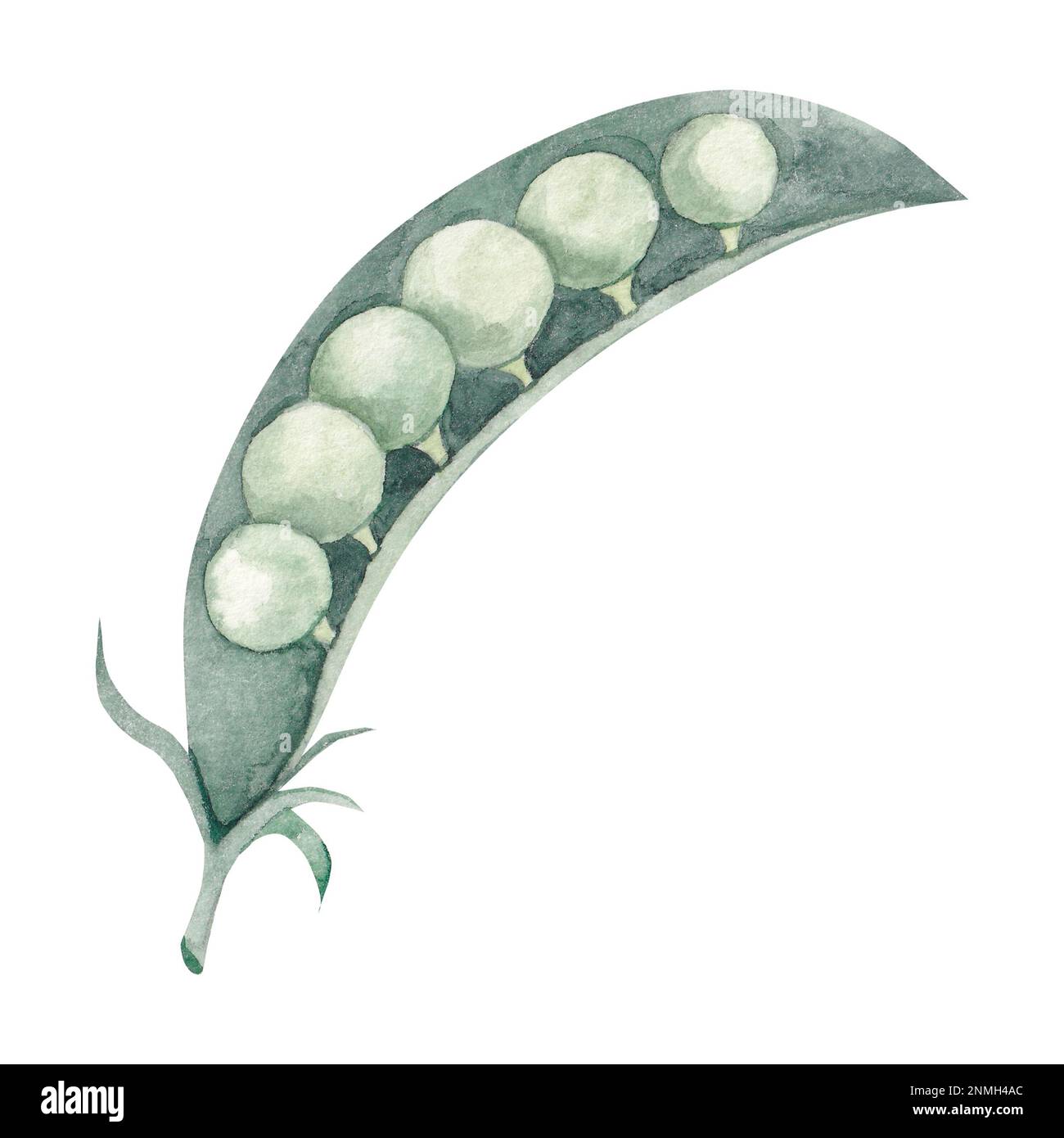 Watercolor pea pod on a white background hand-drawn for product design ...