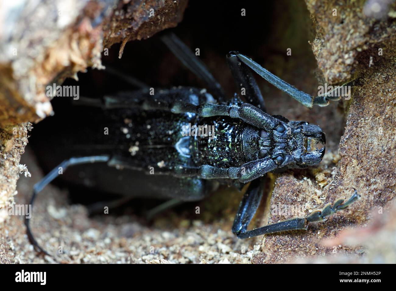Great capricorn beetle (Cerambyx cerdo), herobuck, giant buck ...