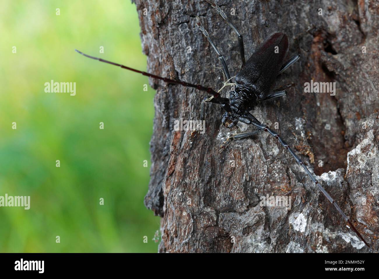 Great capricorn beetle (Cerambyx cerdo), heroic longhorn, giant ...