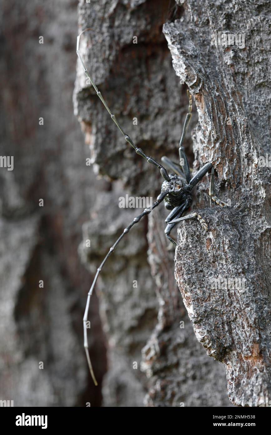 Great capricorn beetle (Cerambyx cerdo), heroic longhorn, giant ...