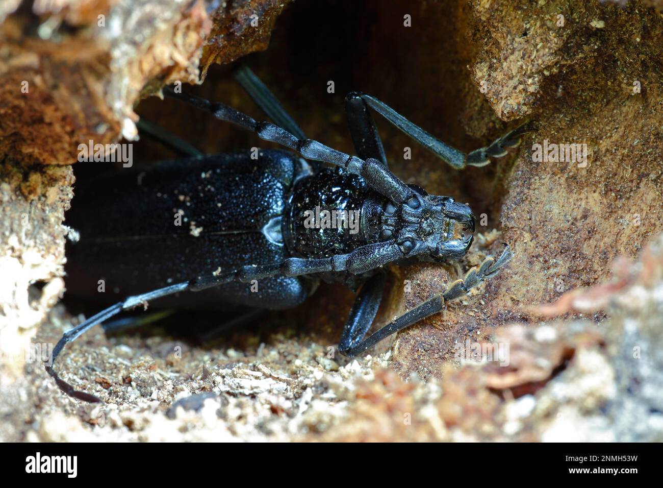Great capricorn beetle (Cerambyx cerdo), herobuck, giant buck ...
