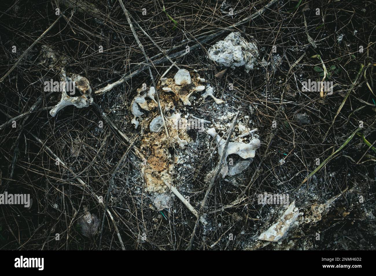 Human remains at a grave where the bodies of six civilians from ...