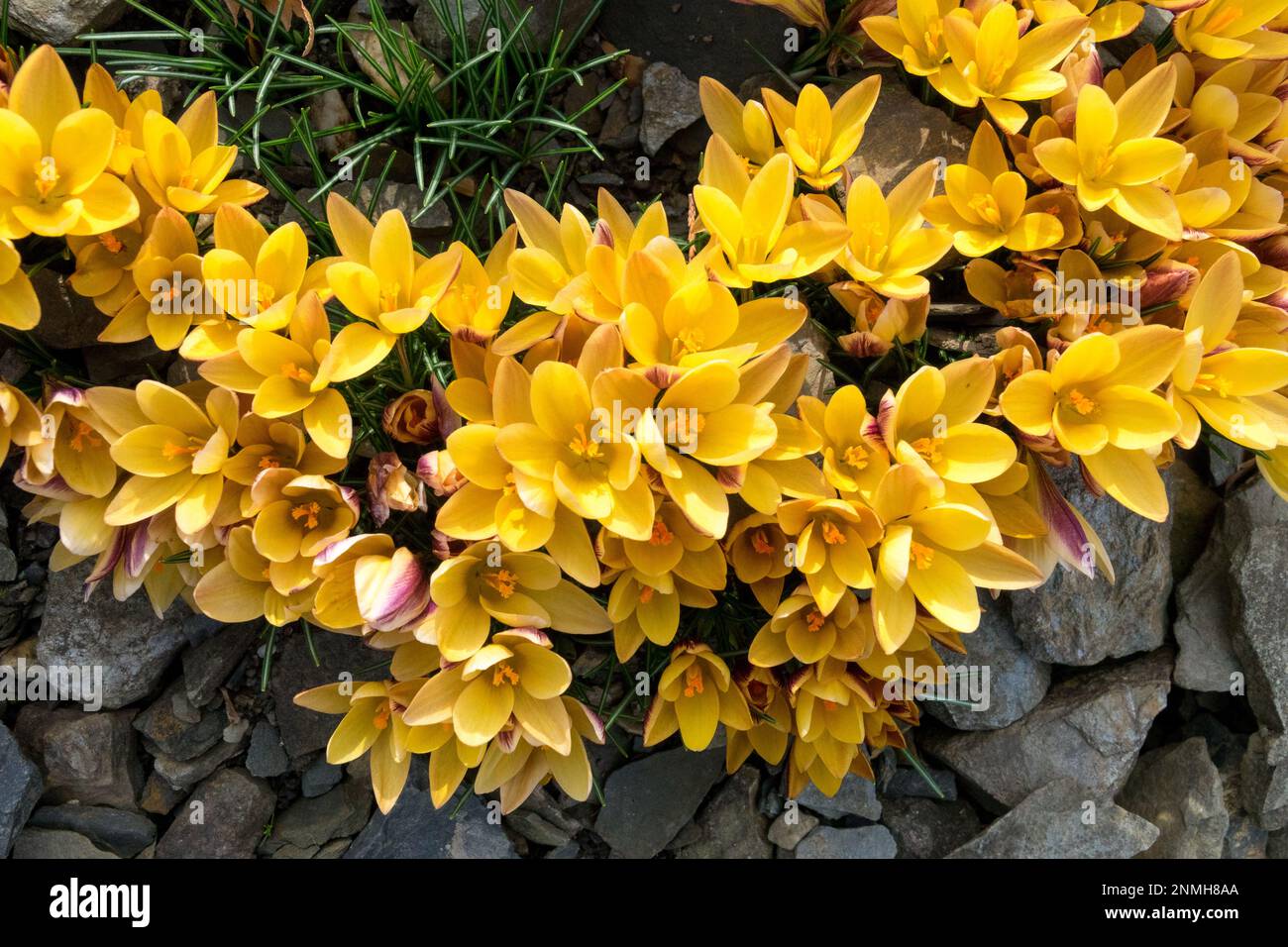 Yellow, Crocus chrysanthus "Advance" rockery Crocus "Advance" Crocuses ...
