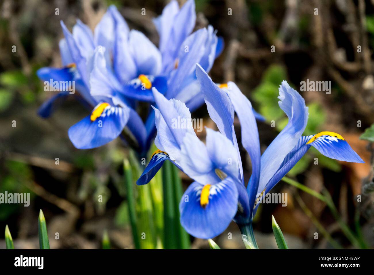 Pale Blue Iris "Alida", Iris reticulata "Alida", Blue, Irises, Close up ...