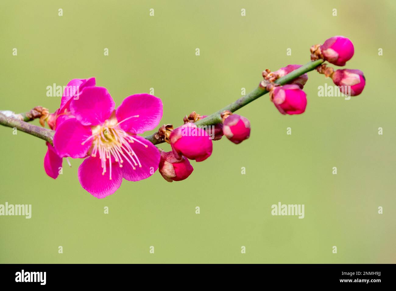 Prunus buds and blossom on branch, japanese apricot flower Stock Photo ...