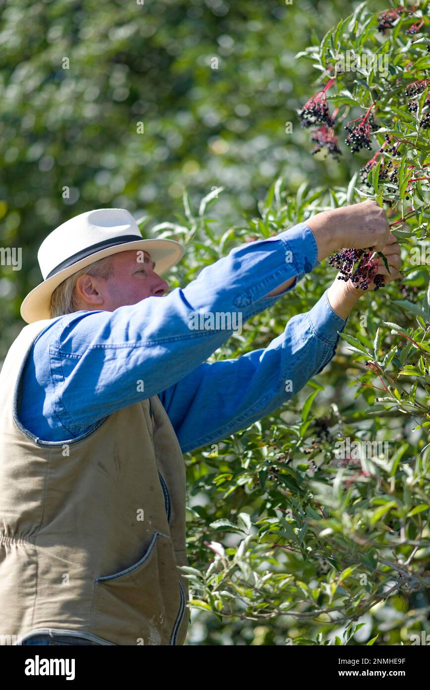 Beer farmer hi-res stock photography and images - Alamy
