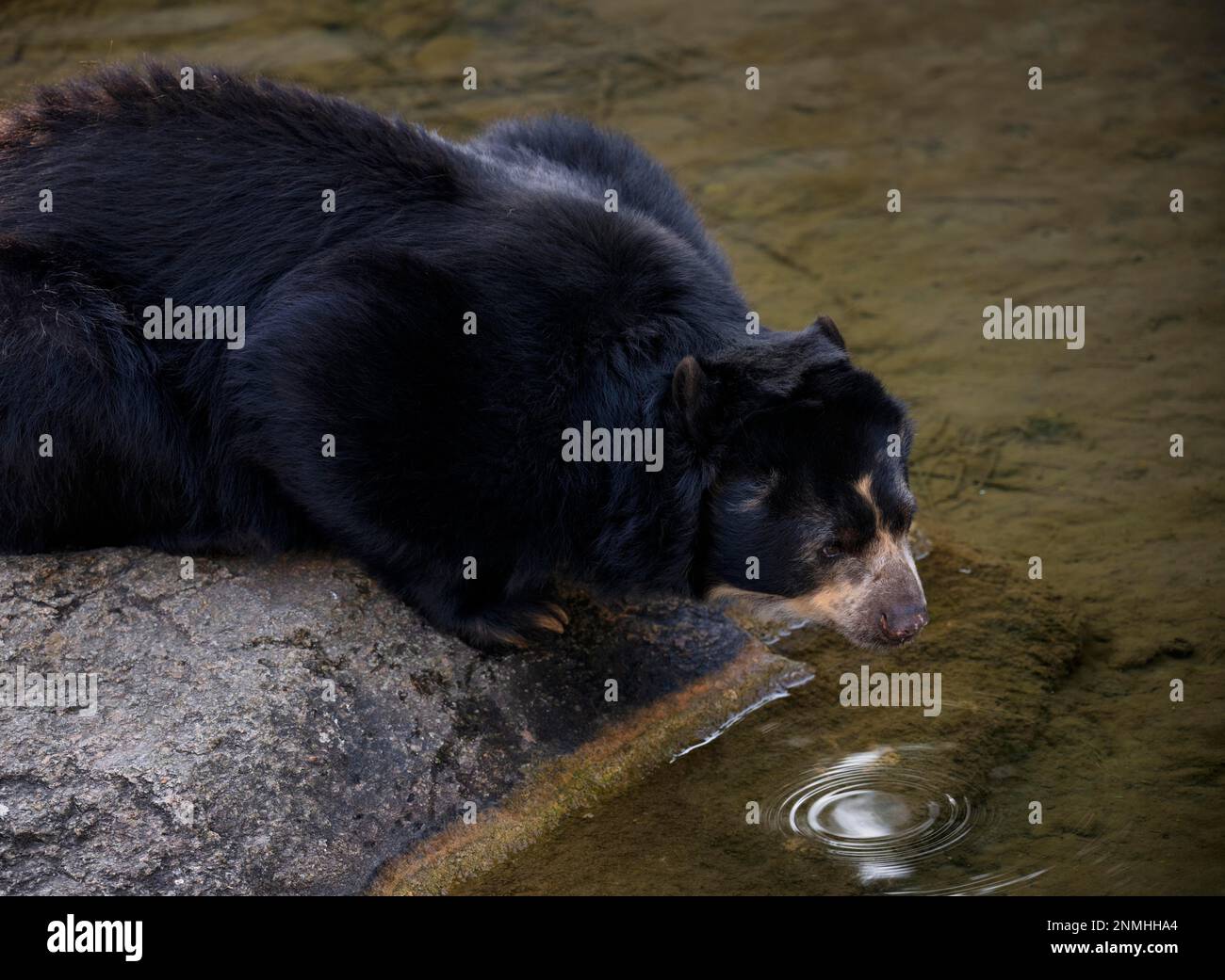 Spectacled bear (Tremarctos ornatus) or Andean bear, captive, drinks ...
