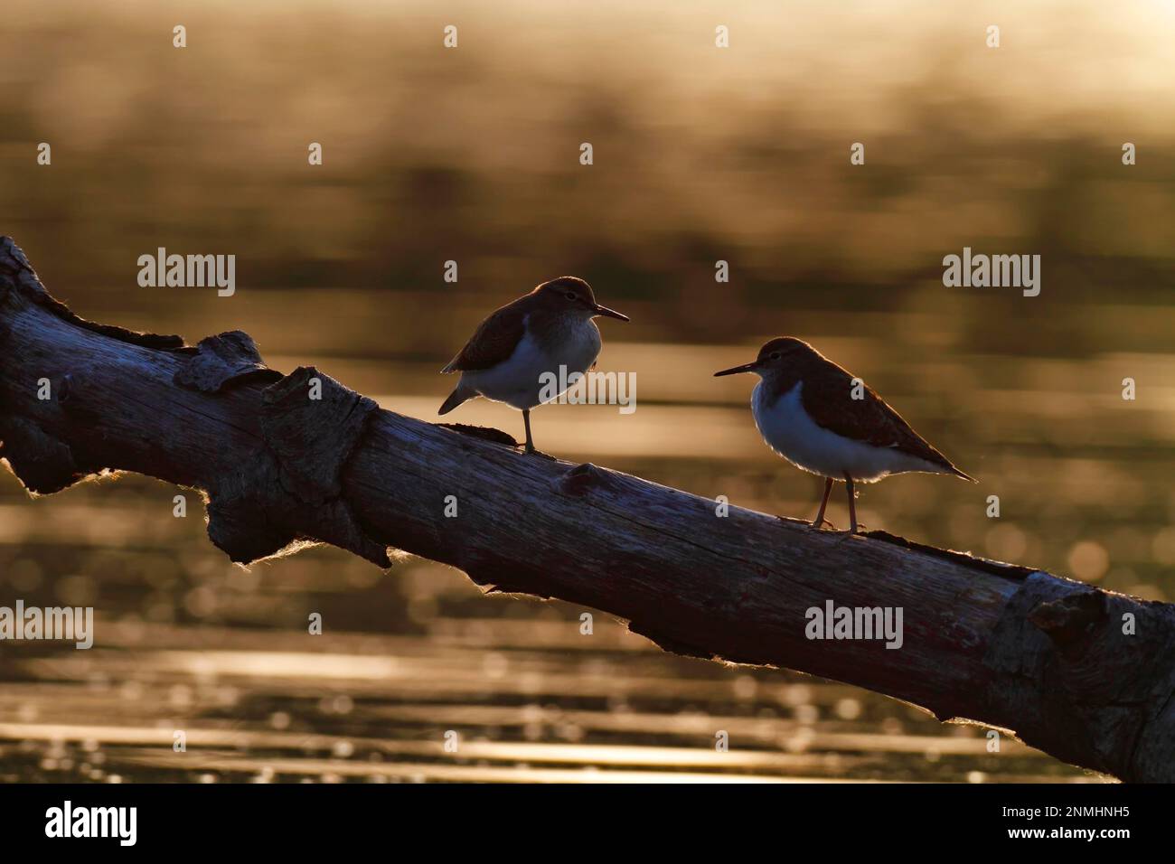 Common sandpiper (Actitis hypoleucos), two individuals resting against ...