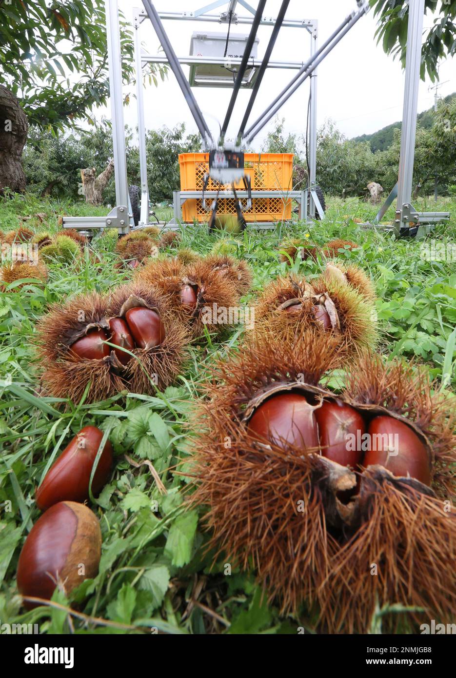 An automatic chestnut picking robot (Arm-l) using artificial ...