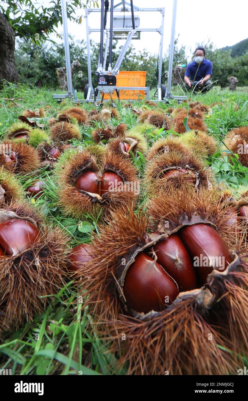 An automatic chestnut picking robot (Arm-l) using artificial ...