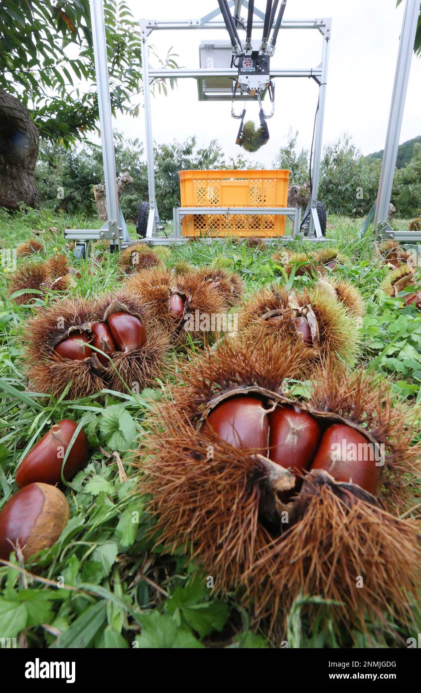 An automatic chestnut picking robot (Arm-l) using artificial ...