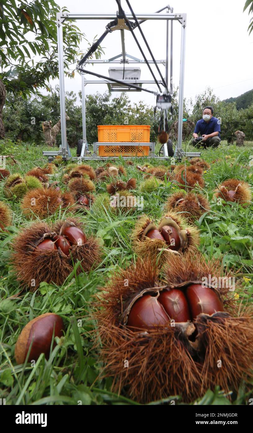 An automatic chestnut picking robot (Arm-l) using artificial ...