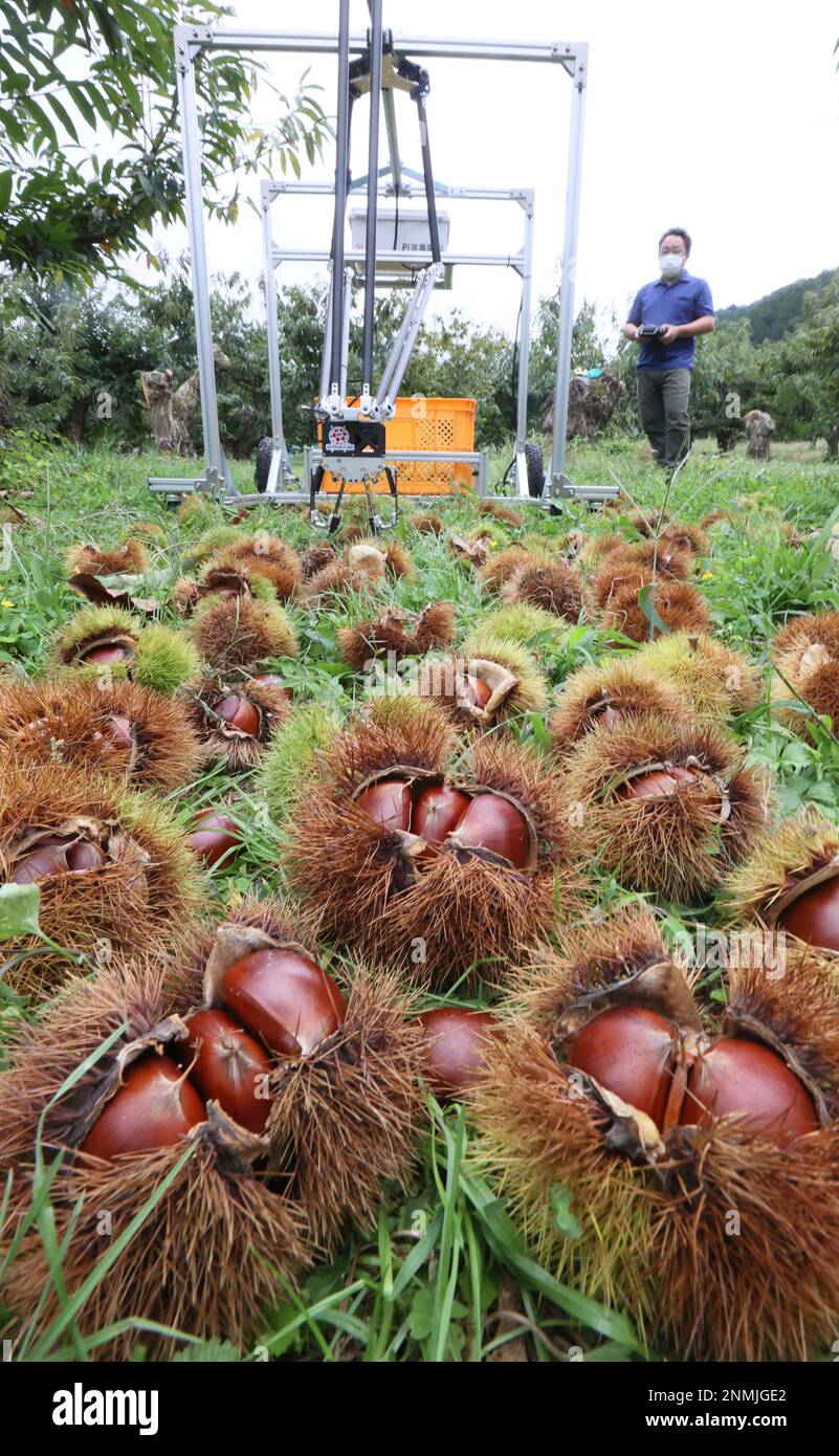 An automatic chestnut picking robot (Arm-l) using artificial ...