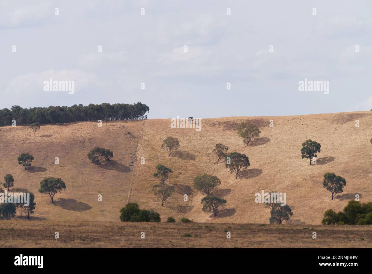 Australian landscape trees and hills in distance with a grey sky ...