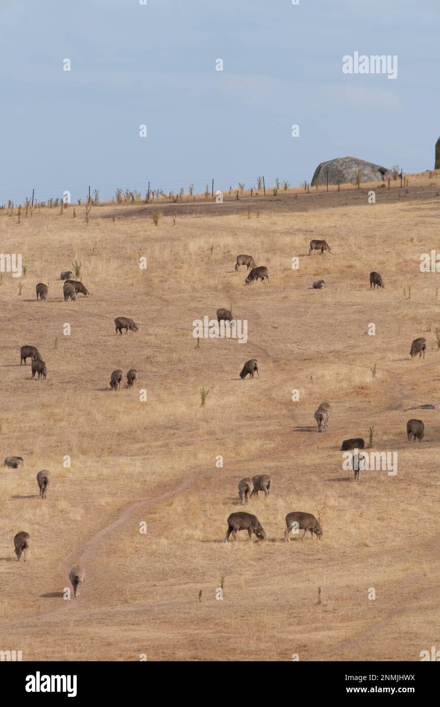 Flock of sheep on a hill on an Australia farm, regional Victoria ...