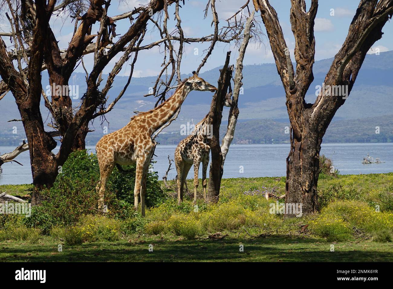 Giraffe on Crescent Island in Lake Naivasha, Kenya Stock Photo - Alamy