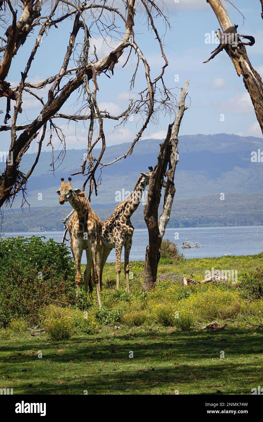 Giraffe on Crescent Island in Lake Naivasha, Kenya Stock Photo - Alamy