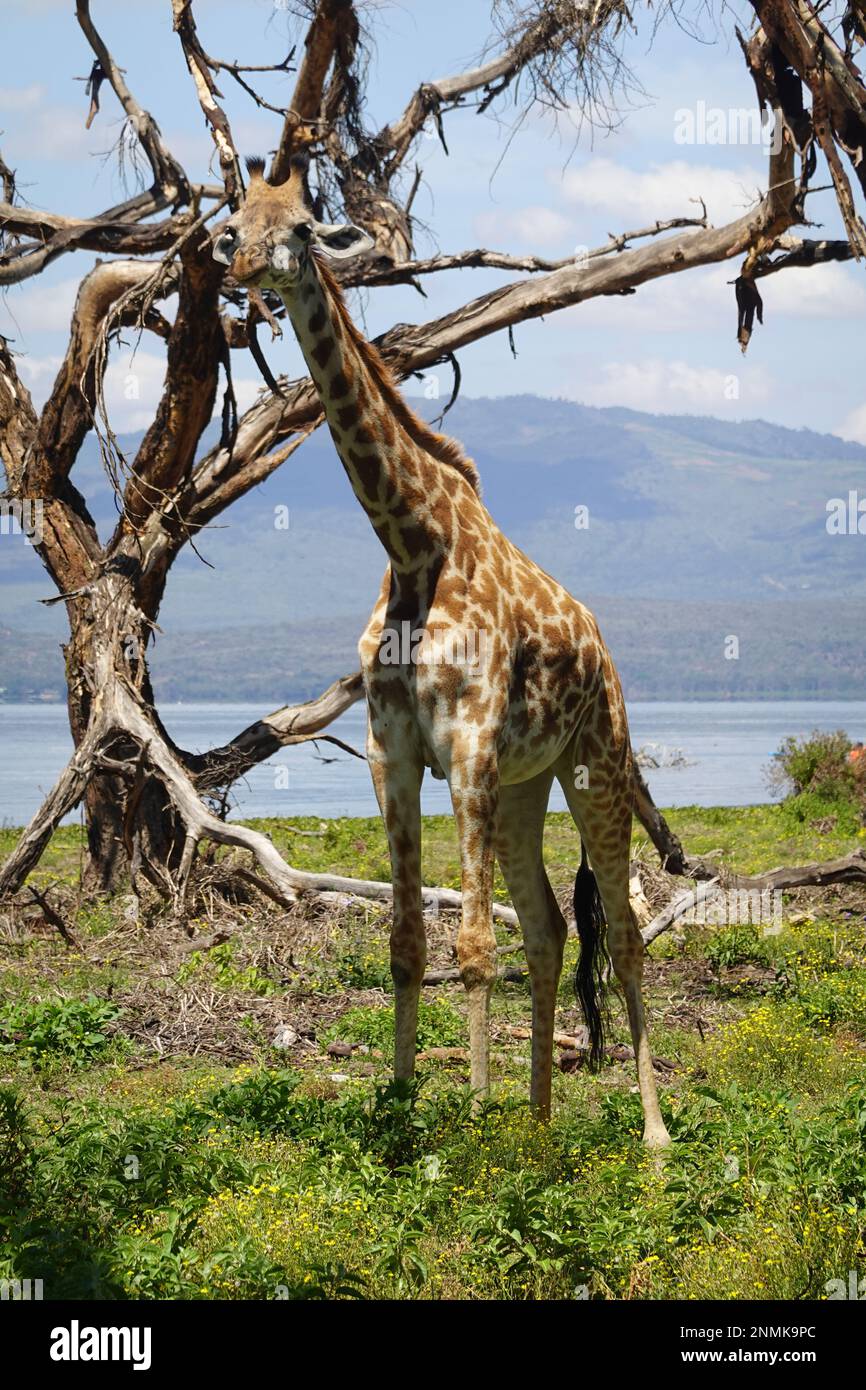 Giraffe on Crescent Island in Lake Naivasha, Kenya Stock Photo - Alamy