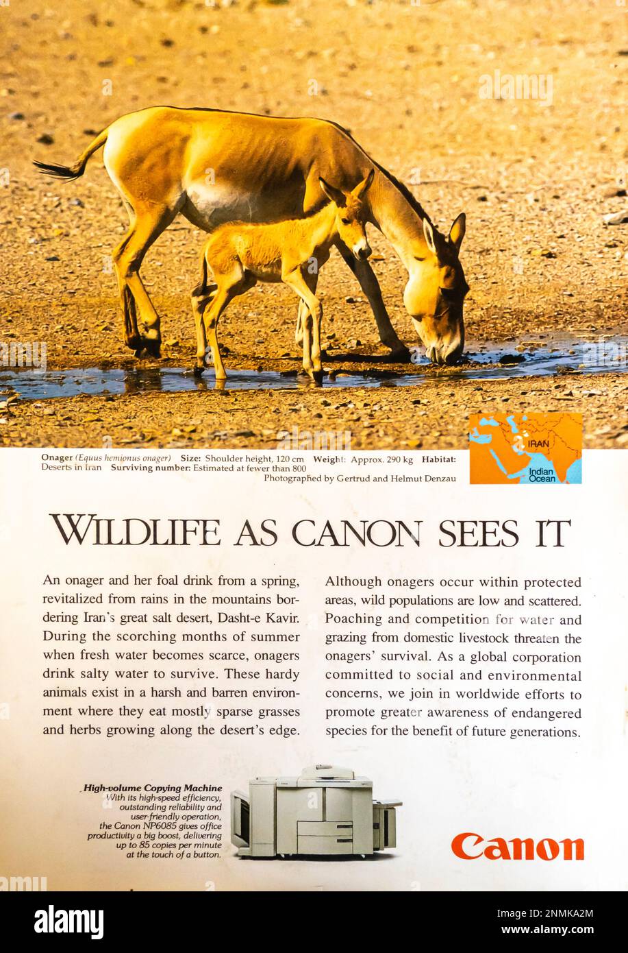 Canon high-volume copying machine - Wildlife as canon sees it - advert ...
