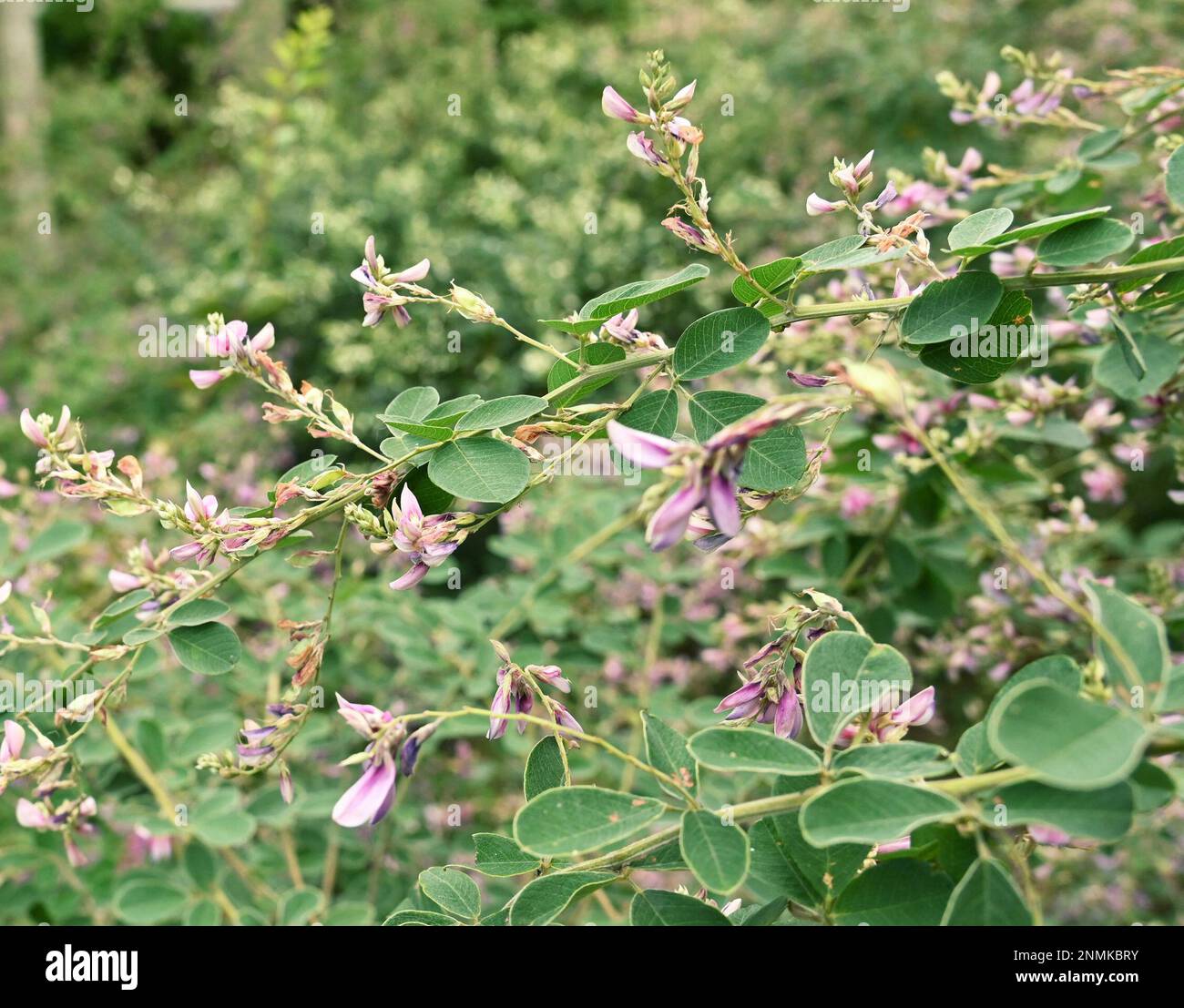 Flowers of Japanese bush clover are in full bloom at Enko-zenji Temple ...