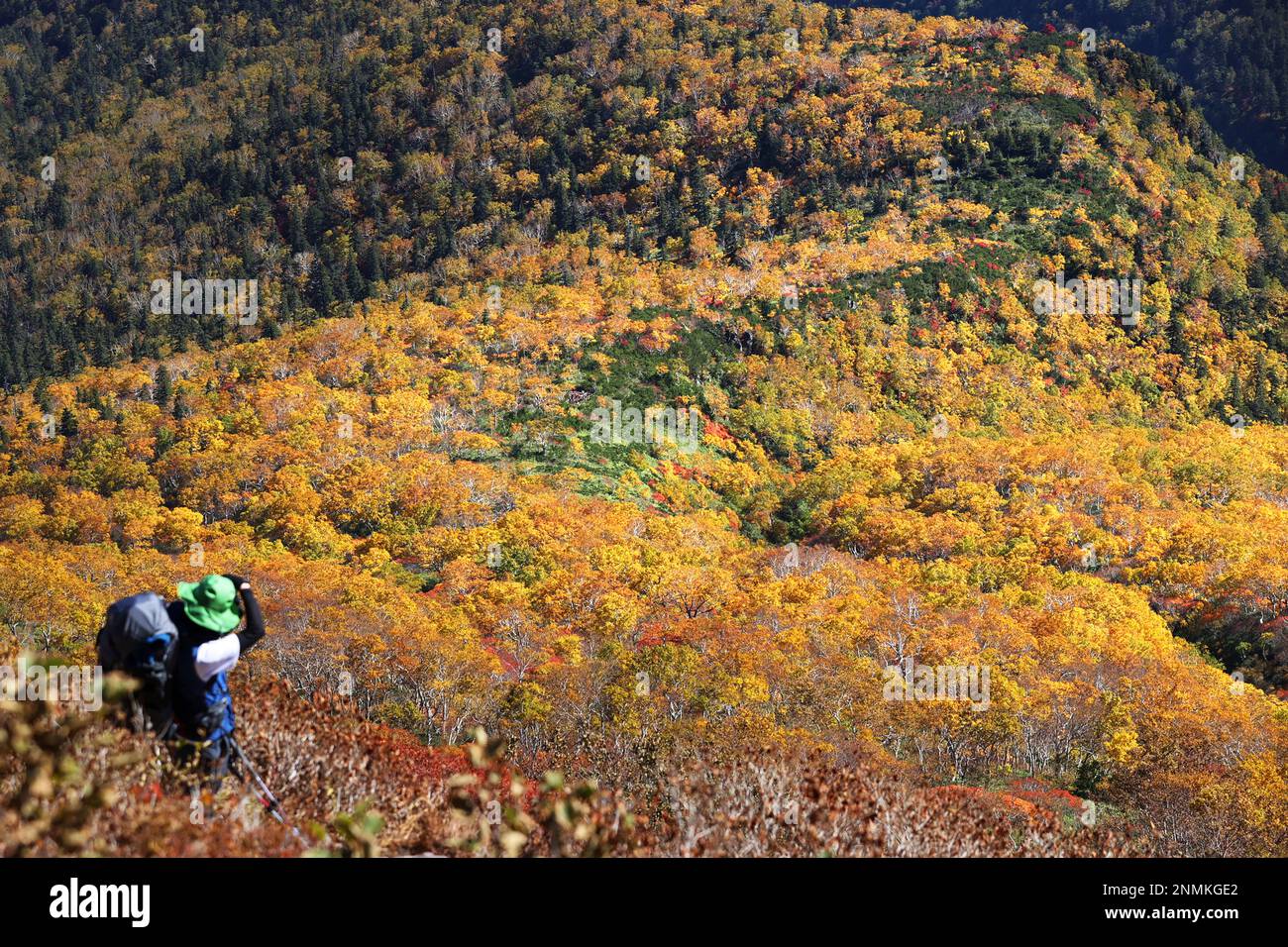 Autumn colored leaves are seen at the Daisetsuzan (Daisetsu sankei ...