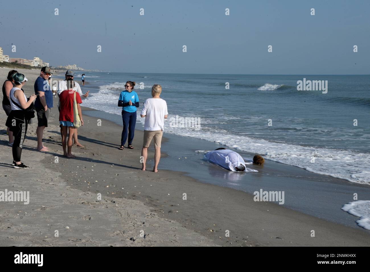 Indialantic, Brevard County, Florida, USA. February 24, 2023. A dead ...