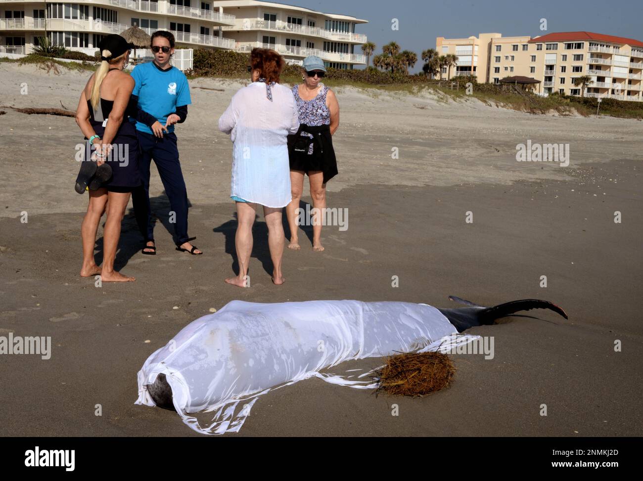 Indialantic, Brevard County, Florida, USA. February 24, 2023. A dead ...