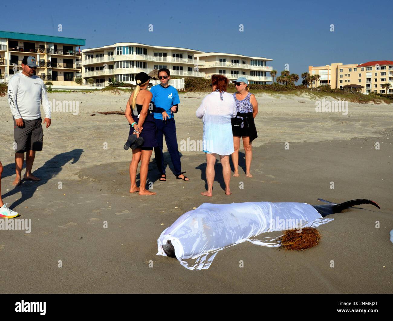 Indialantic, Brevard County, Florida, USA. February 24, 2023. A dead ...