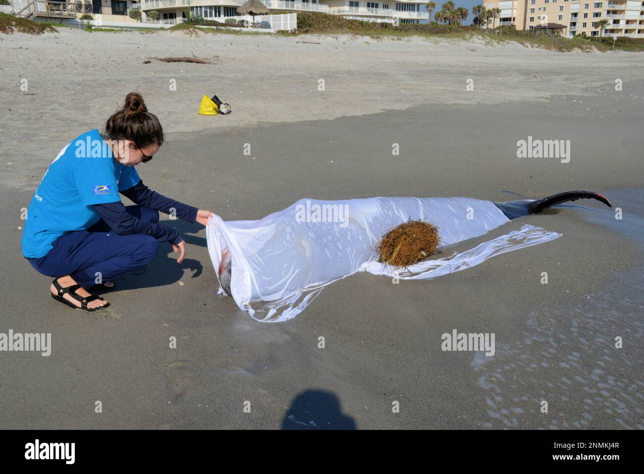 Indialantic, Brevard County, Florida, USA. February 24, 2023. A dead ...