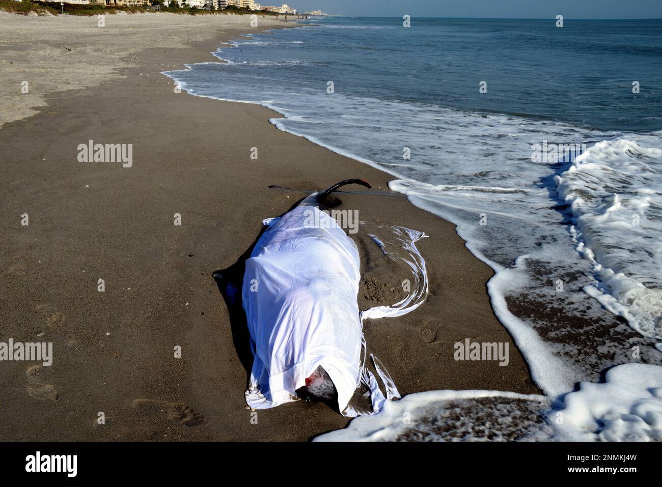 Indialantic, Brevard County, Florida, USA. February 24, 2023. A dead ...