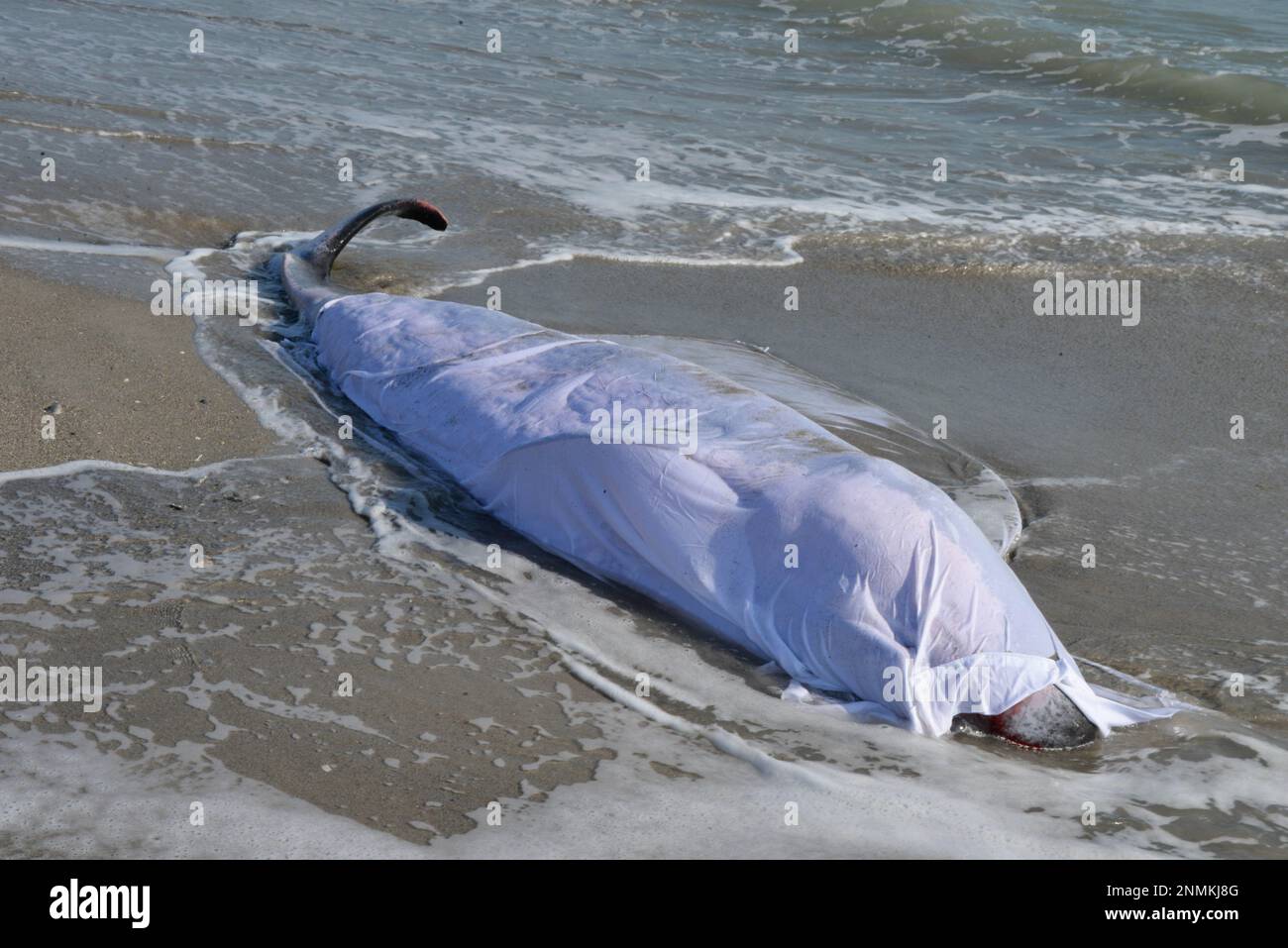 Indialantic sperm whale dwarf sperm whale seaworld research hi-res ...