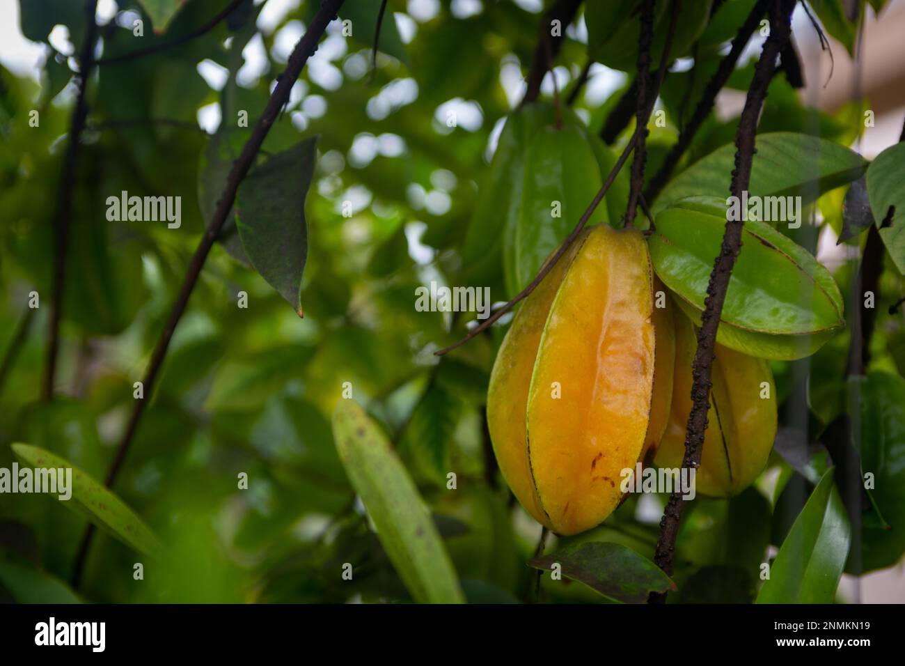 Starfruits with young ones and ripe ones Stock Photo - Alamy