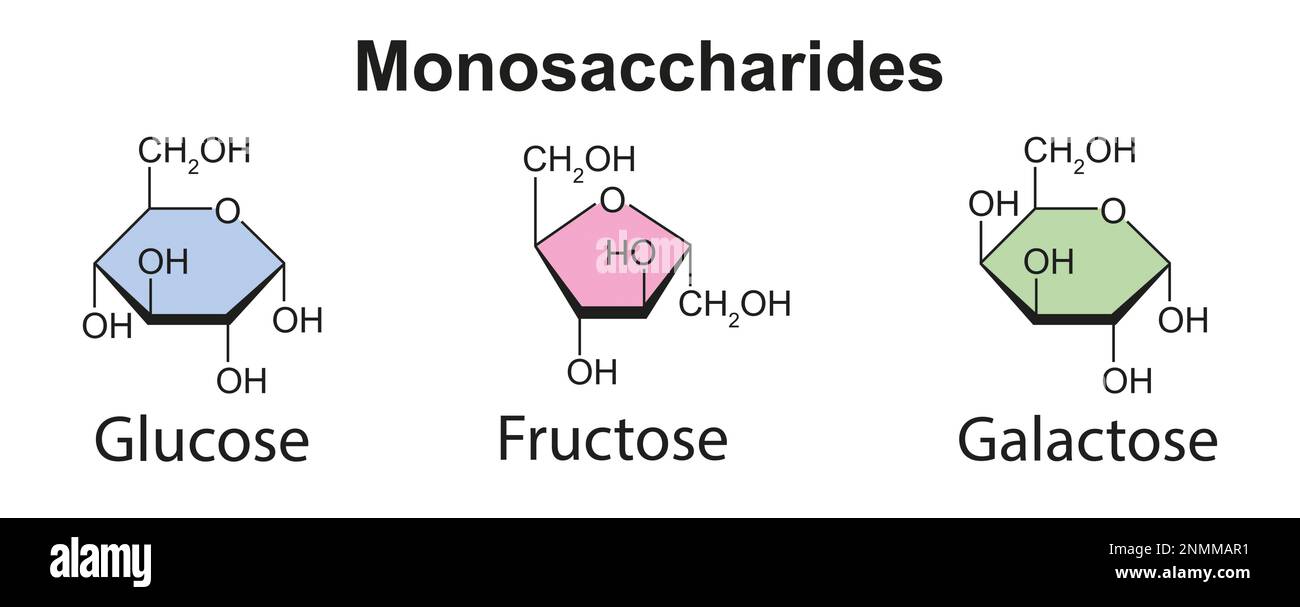 Monosaccharide Disaccharide Polysaccharide