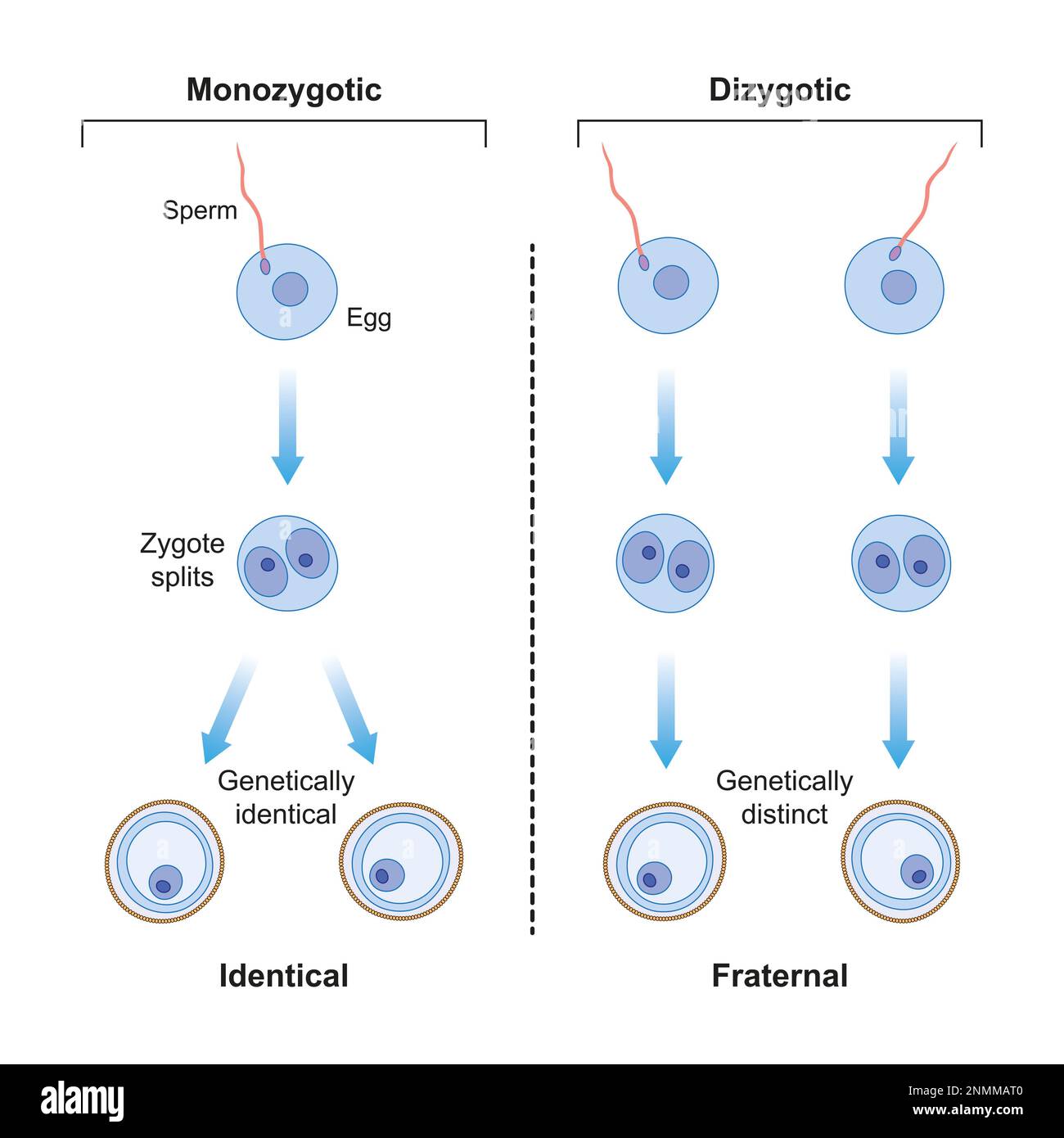 Dizygotic twins hi-res stock photography and images - Alamy