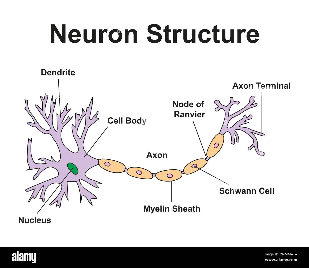 Nerve cell, or neuron, illustration. Neurons are responsible for ...