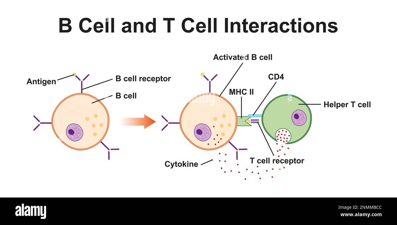 B Cell And T Cell Interaction Illustration T Lymphocytes Or T Cells And B Lymphocytes Or B