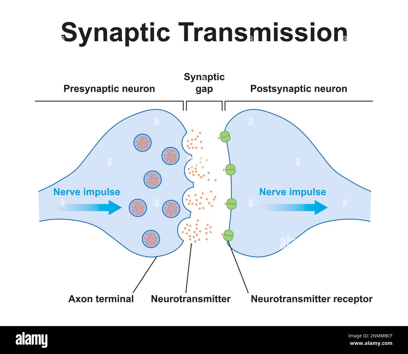 Synapse structure, illustration Stock Photo - Alamy Synapse structure, illustration Stock Photo - Alamy