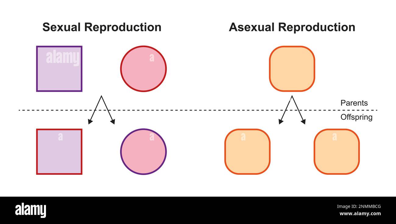 Sexual and asexual reproduction, illustration Stock Photo - Alamy