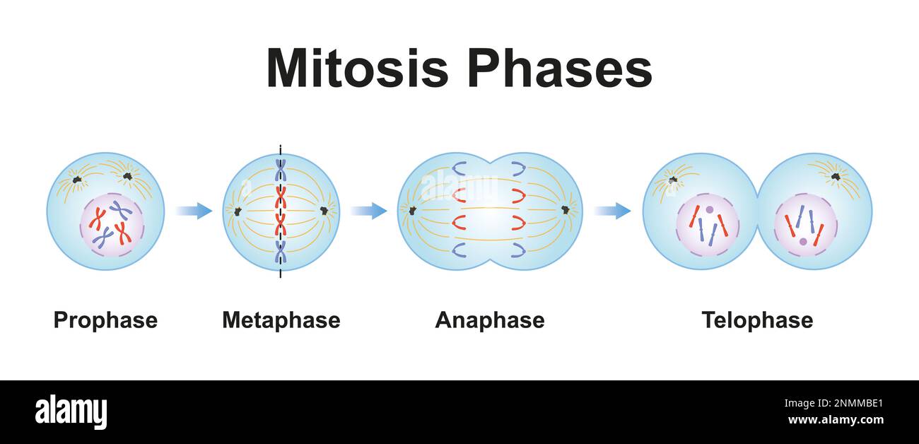 Mitosis phases, illustration Stock Photo - Alamy