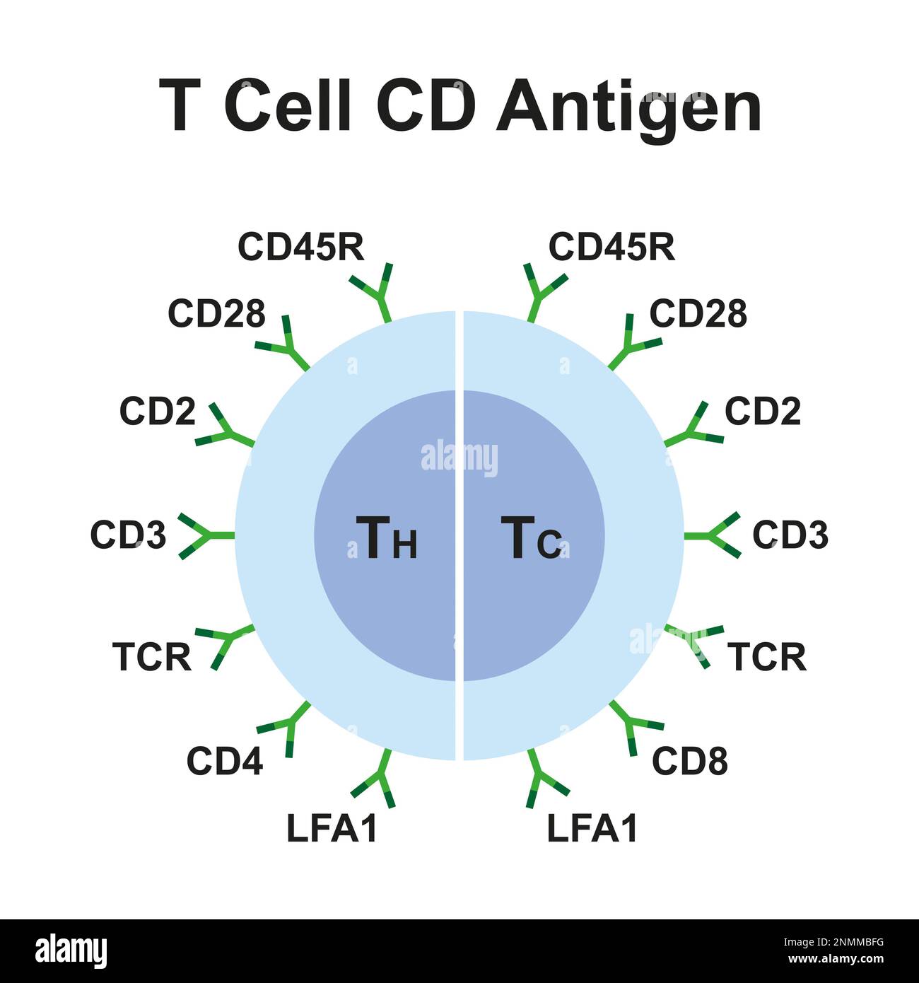 T cell CD antigens, illustration Stock Photo - Alamy