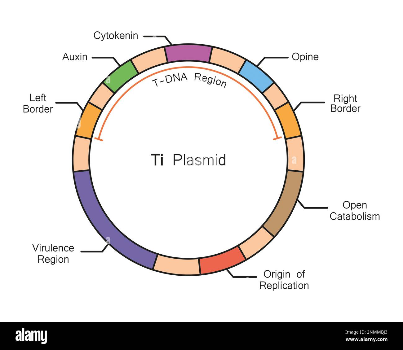 Illustration of genes on the Ti plasmid from the Agrobacterium ...