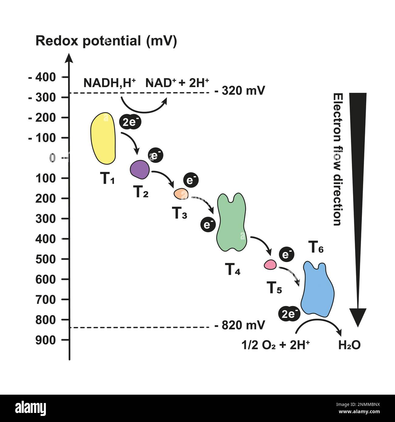 Electron transport chain redox potentials, illustration Stock Photo - Alamy