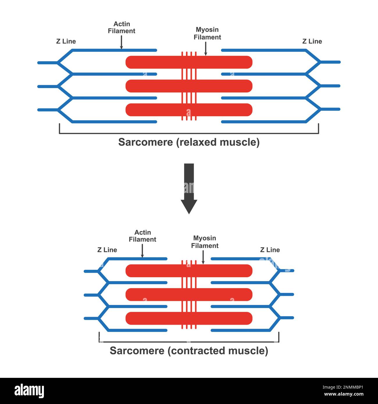 Sarcomere Diagram Myosin Actin