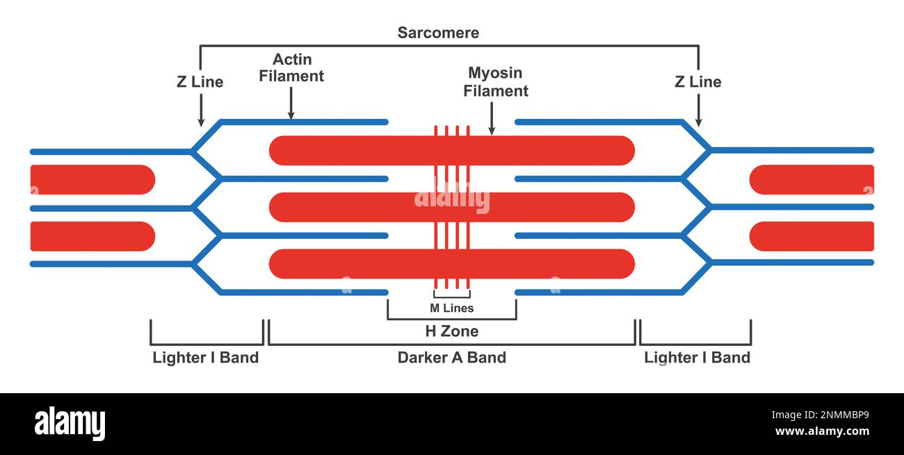 Structure And Function Of A Sarcomere Physiology Of Sport 57 OFF Structure And Function Of A Sarcomere Physiology Of Sport 57 OFF