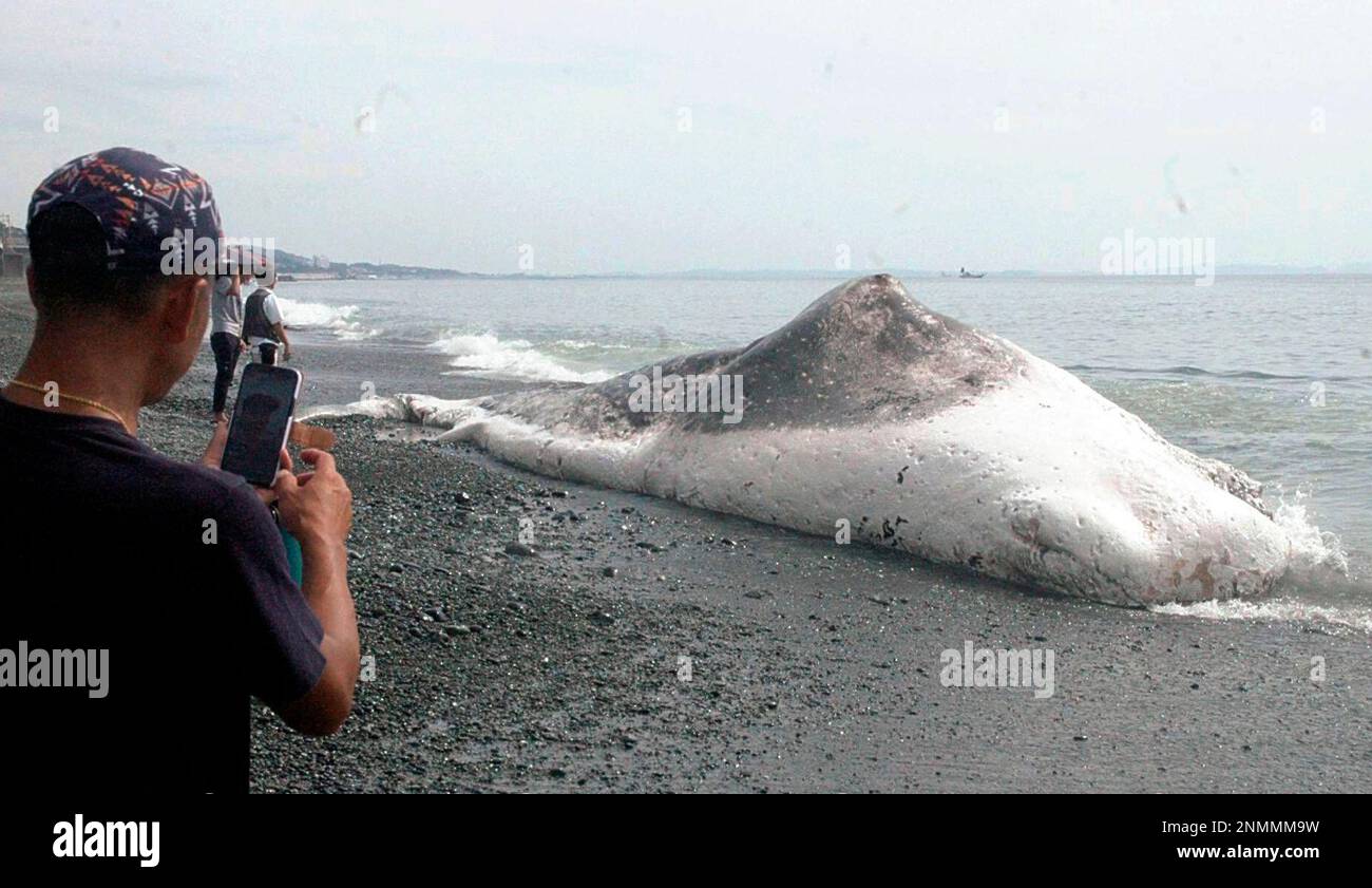 A approximately 14-meter-long dead sperm whale is washed ashore at ...