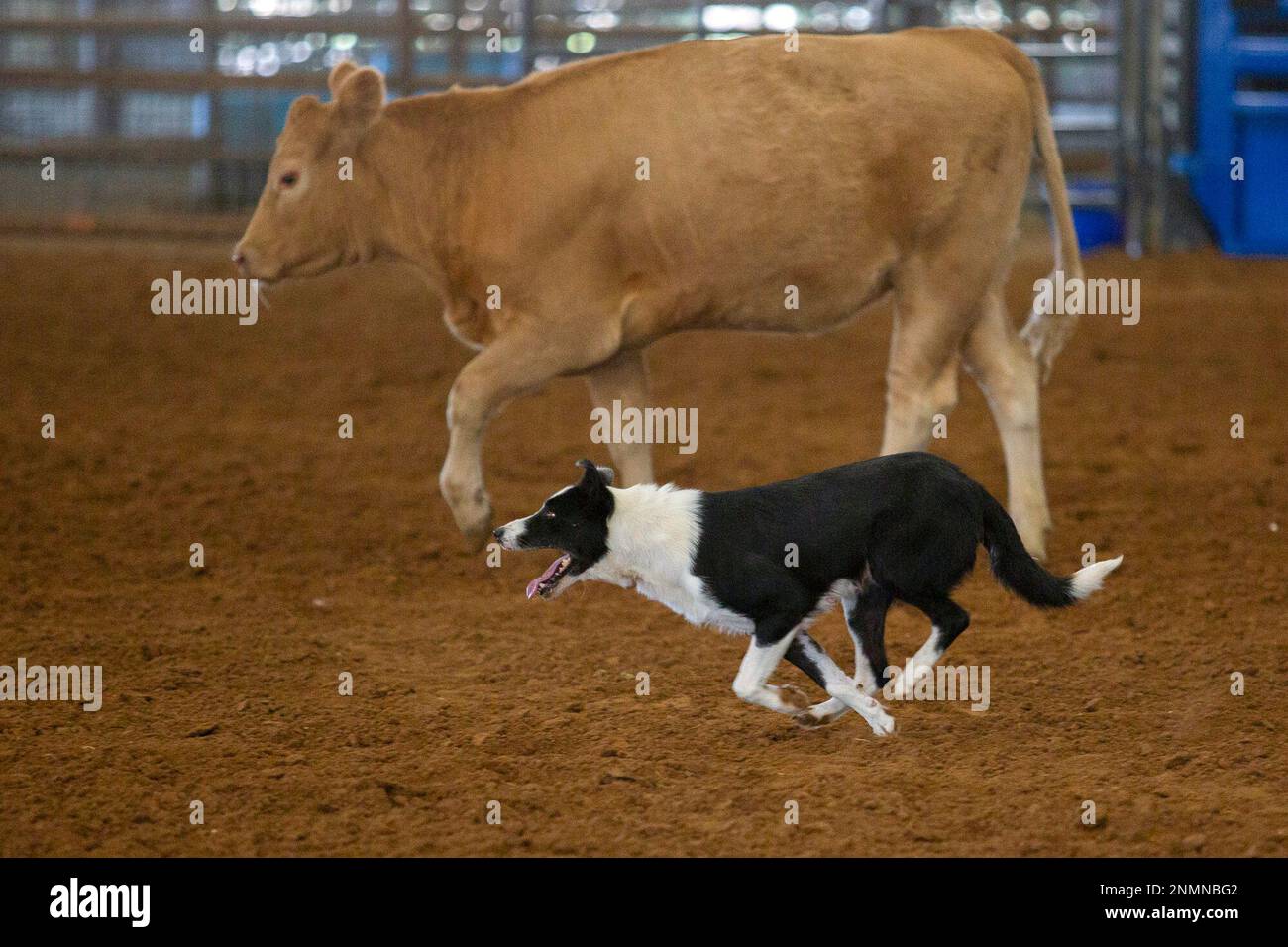 A cattle dog named Martha, owned by Kyle Dillard, herds a cow at the ...