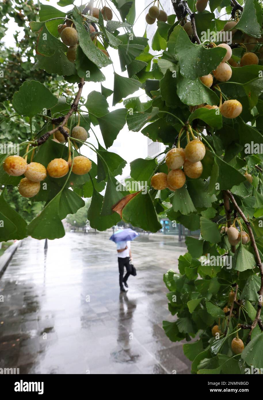 The ginkgo seeds are turning yellow along Gyoko-dori Avenue, which ...