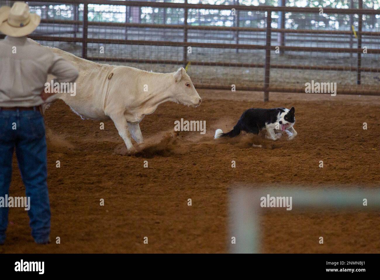 A cattle dog named Scooch, owned by Jim Rochester, herds a cow at the ...